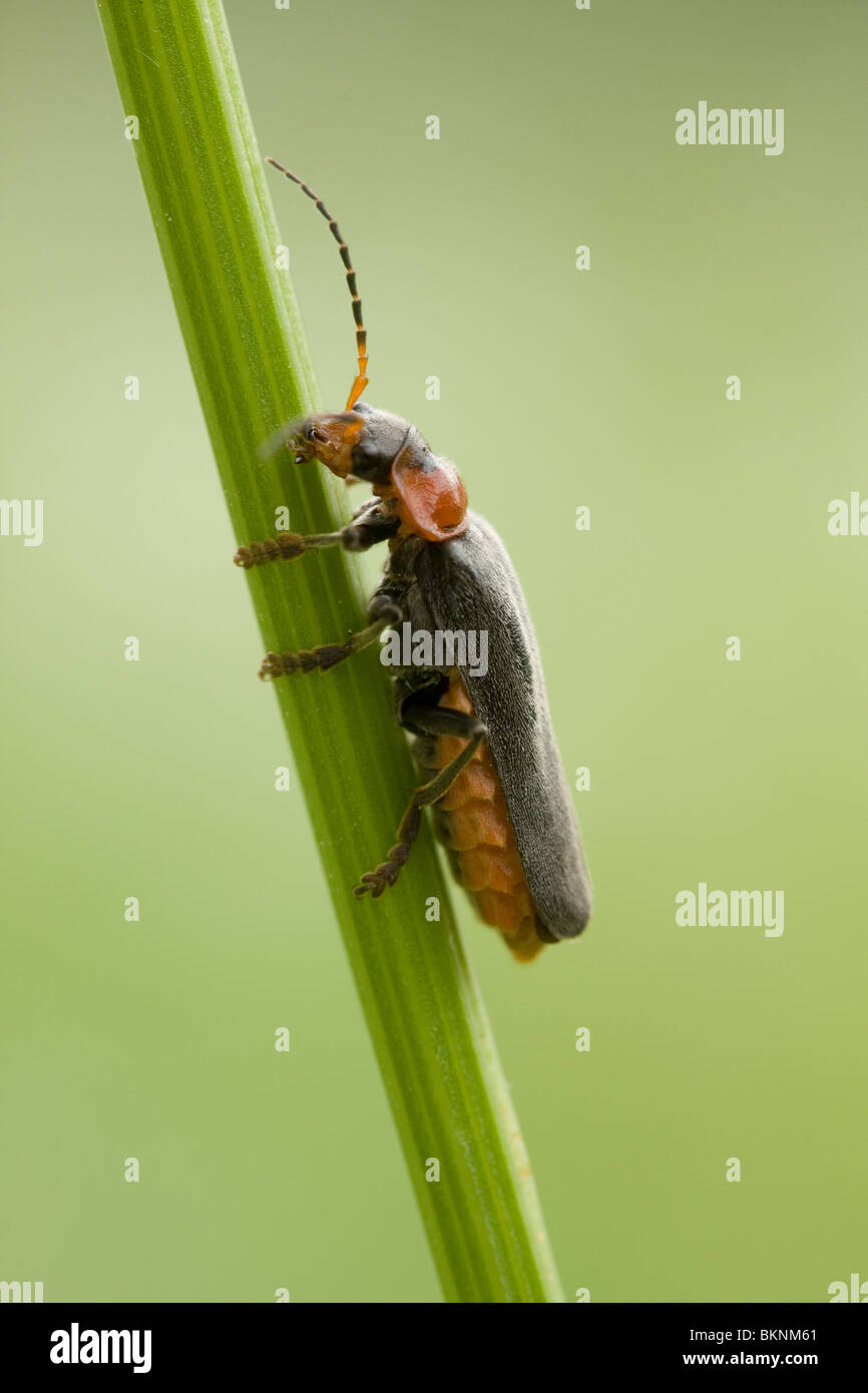 Zwart soldaatje; Cantharis rustica Stock Photo - Alamy