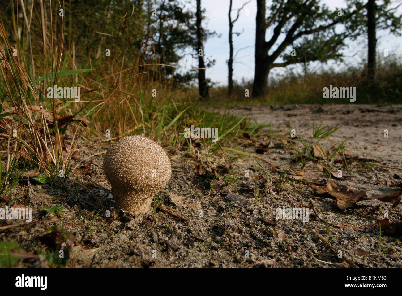 A Spring Puffball along a sand road Stock Photo - Alamy