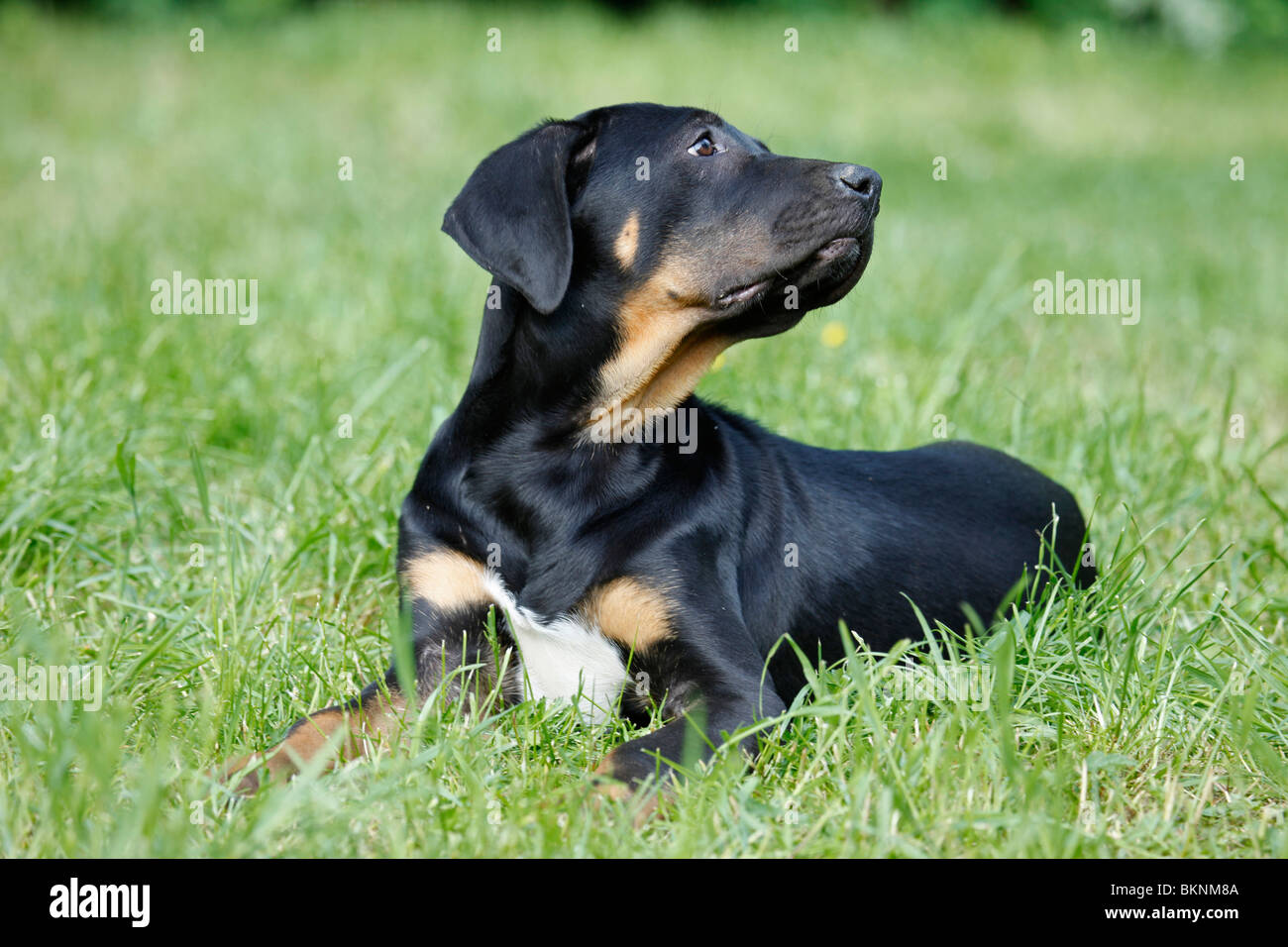 Tosa inu hi-res stock photography and images - Alamy