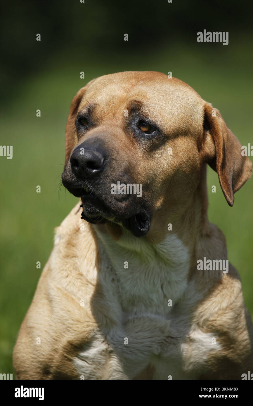 Tosa hi-res stock photography and images - Alamy