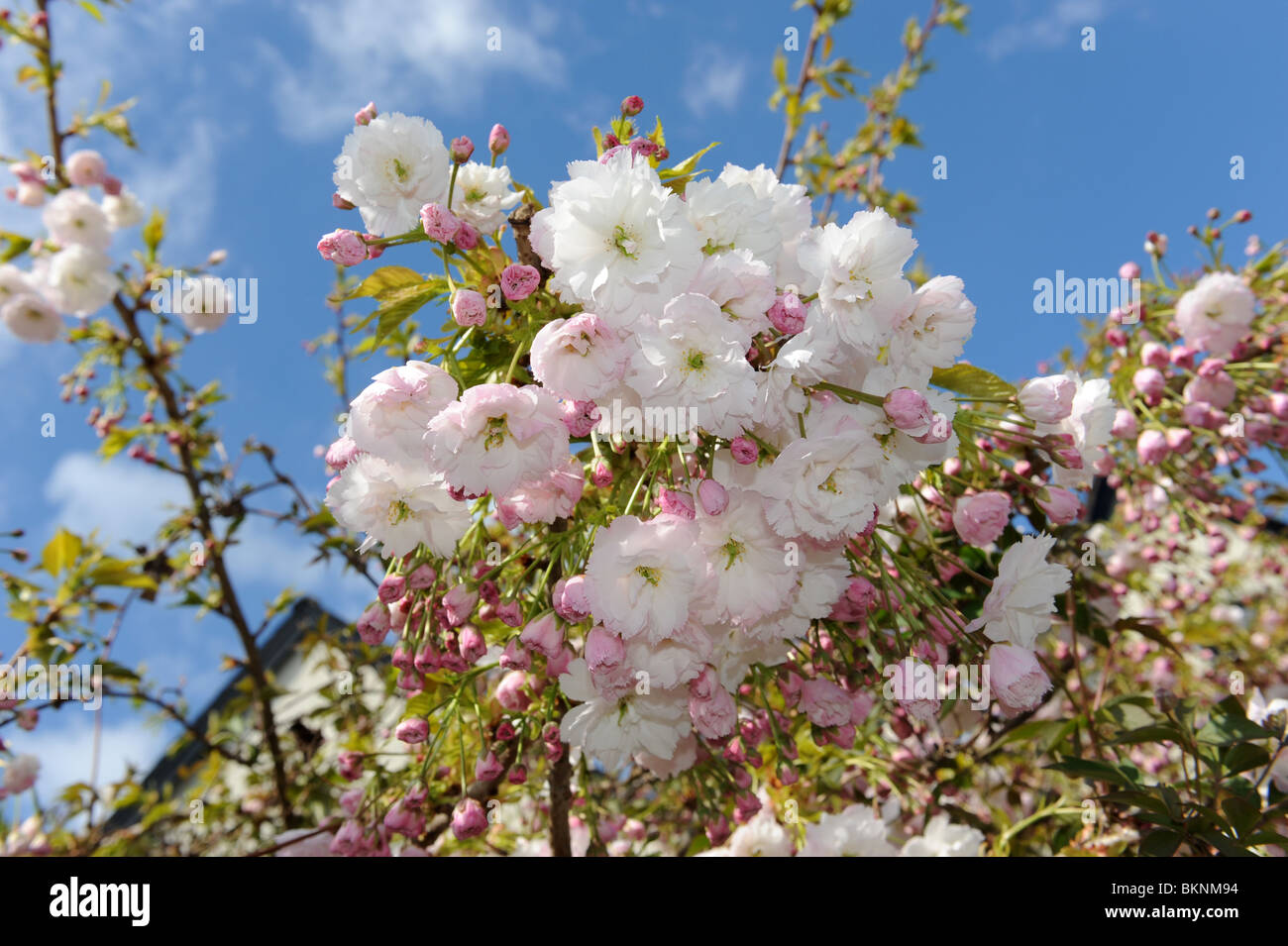 Flowering cherry hi-res stock photography and images - Alamy