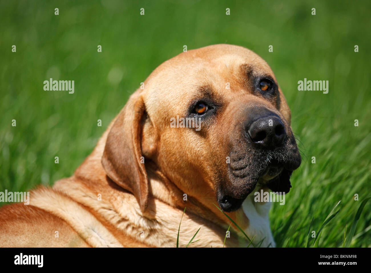 Tosa inus hi-res stock photography and images - Alamy