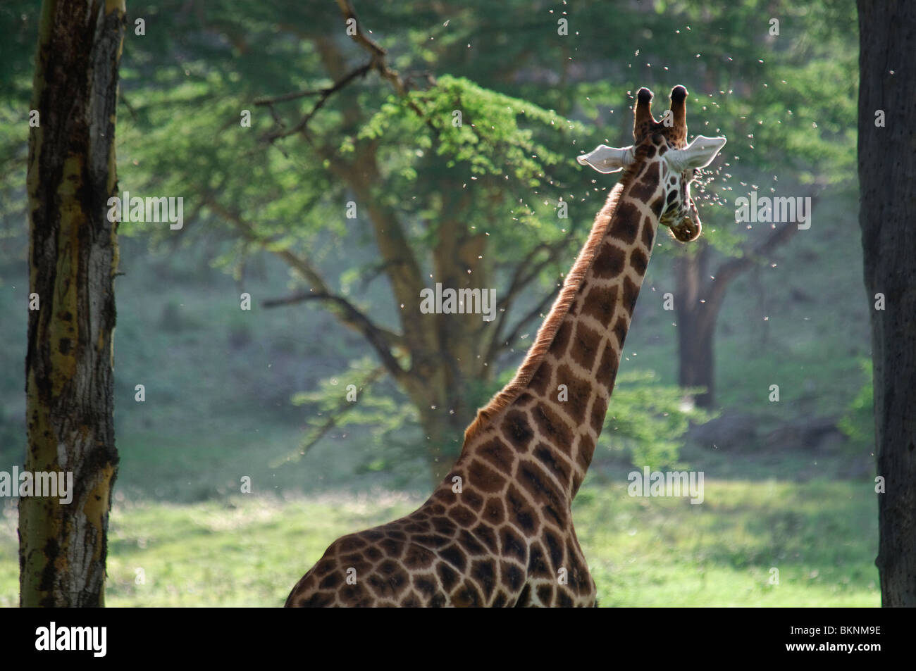 African flies hi-res stock photography and images - Alamy
