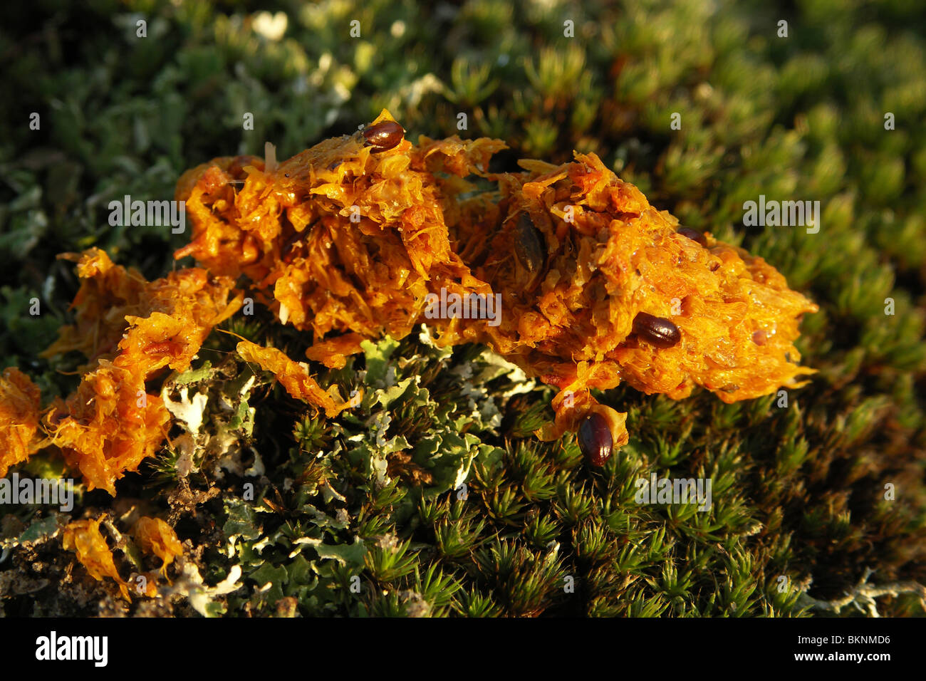 Fox dung hi-res stock photography and images - Alamy