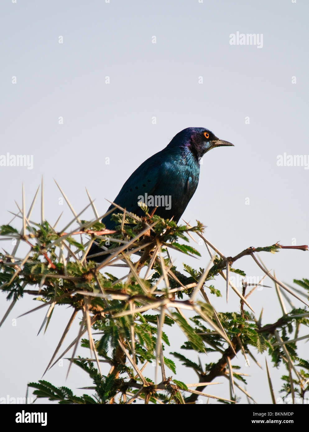 Red eye starling hi-res stock photography and images - Alamy