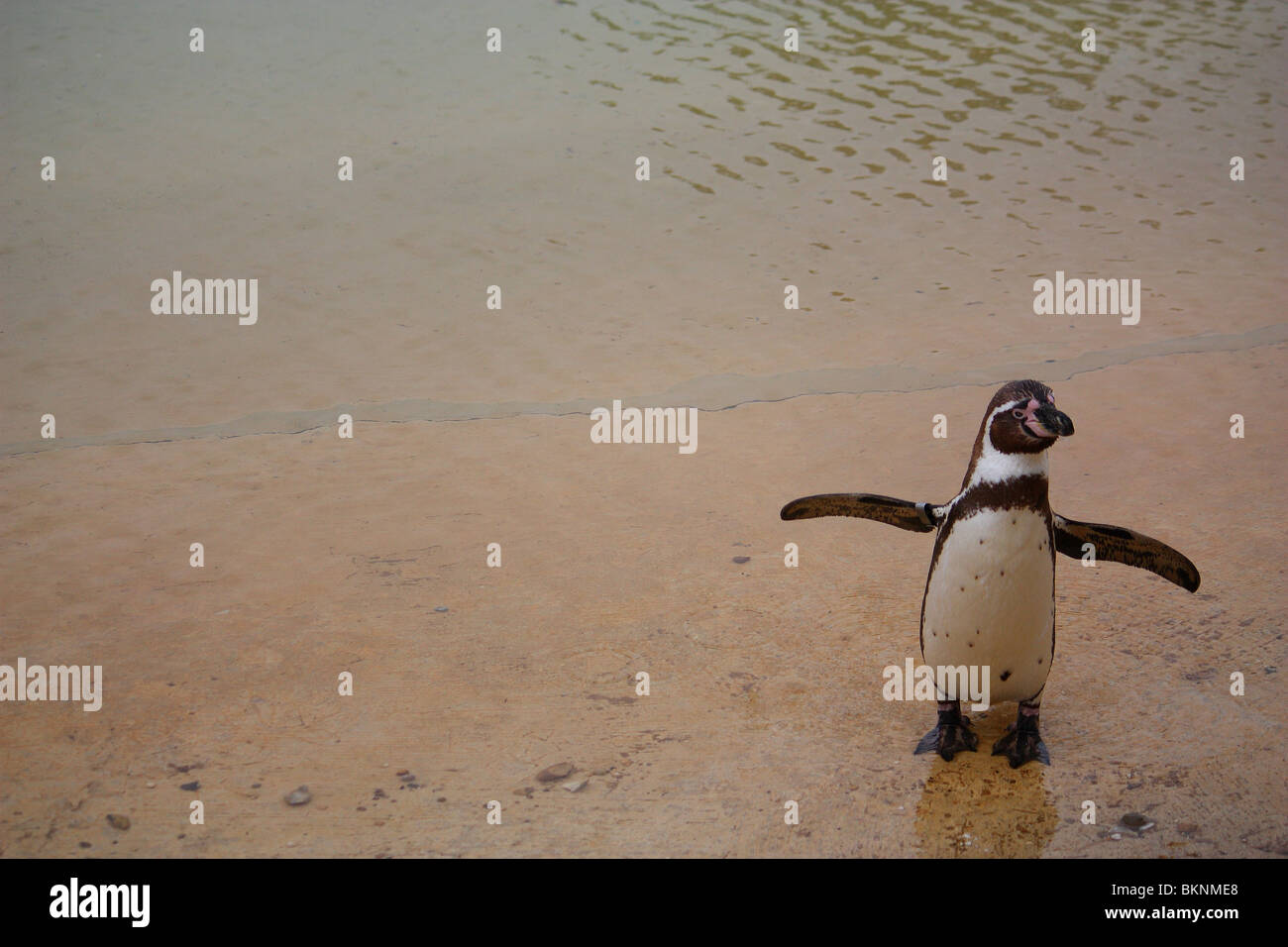 Keep Calm And Hug A Penguin