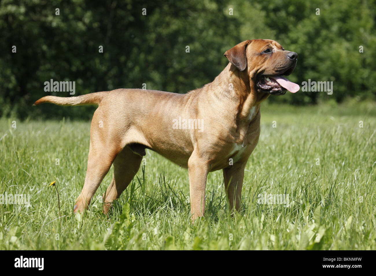Tosa Inu auf Wiese / Tosa Inu on meadow Stock Photo - Alamy