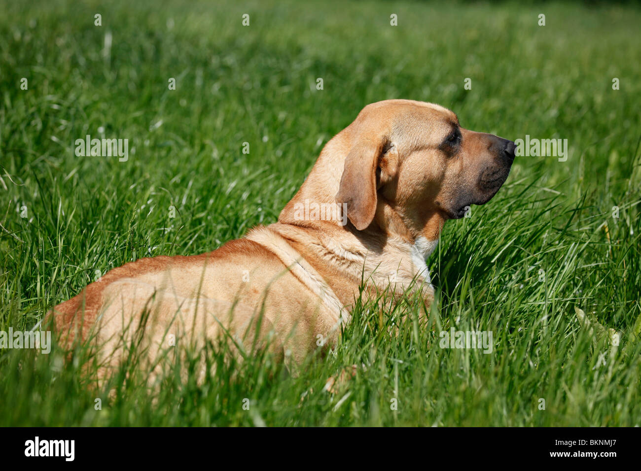 Tosa inus hi-res stock photography and images - Alamy