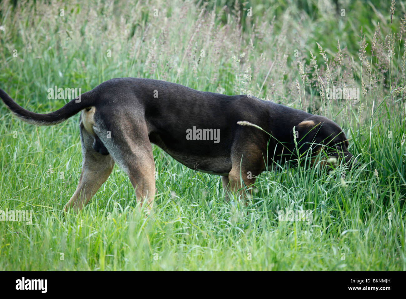 Token schwarz hi-res stock photography and images - Alamy