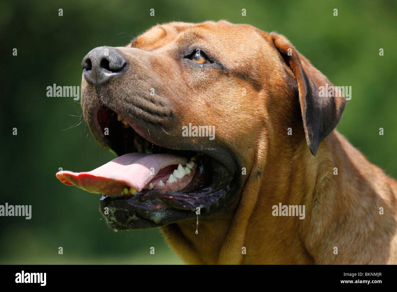 Tosa Inu Portrait Stock Photo - Alamy