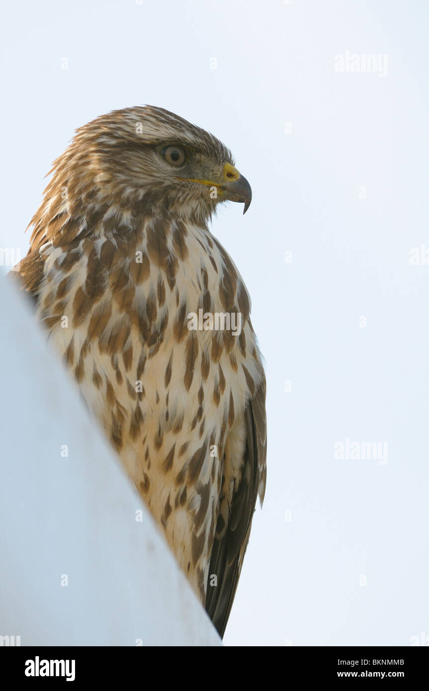 Lichte achtergrond hi-res stock photography and images - Alamy