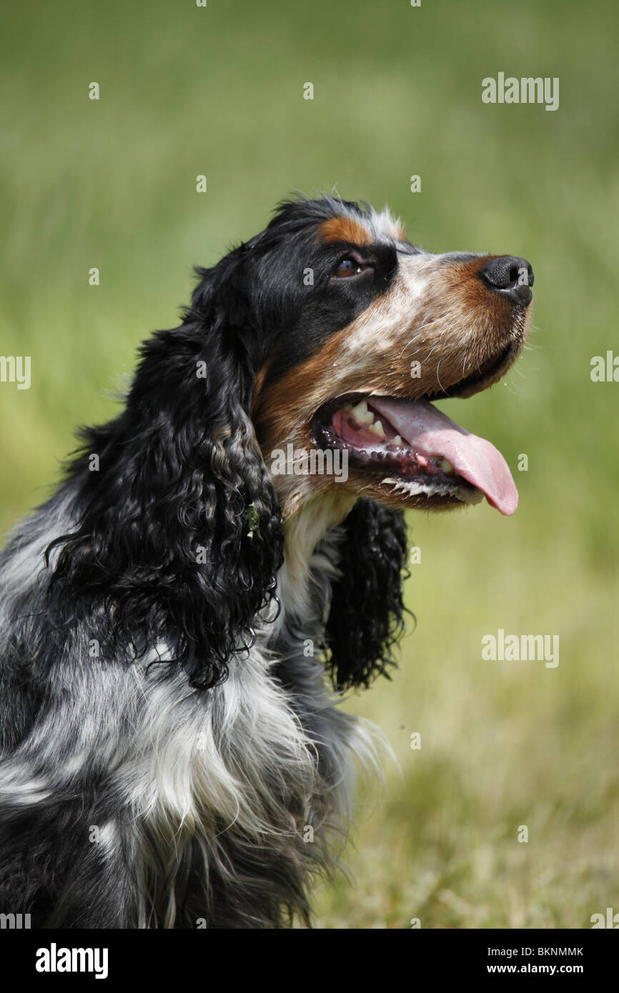 English cocker tongue hi-res stock photography and images - Alamy