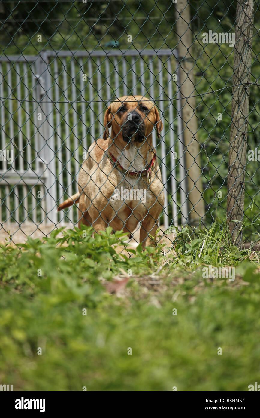 Tosa Inu am Zaun / Tonsa Inu at the fence Stock Photo - Alamy