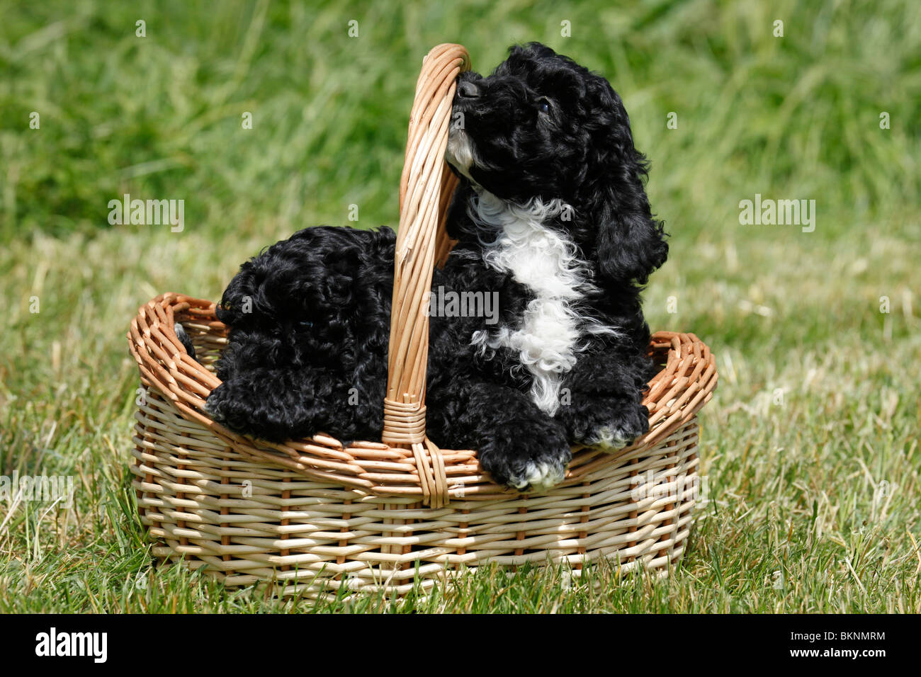 Cockapoo Welpen / Cockapoo Puppies Stock Photo - Alamy