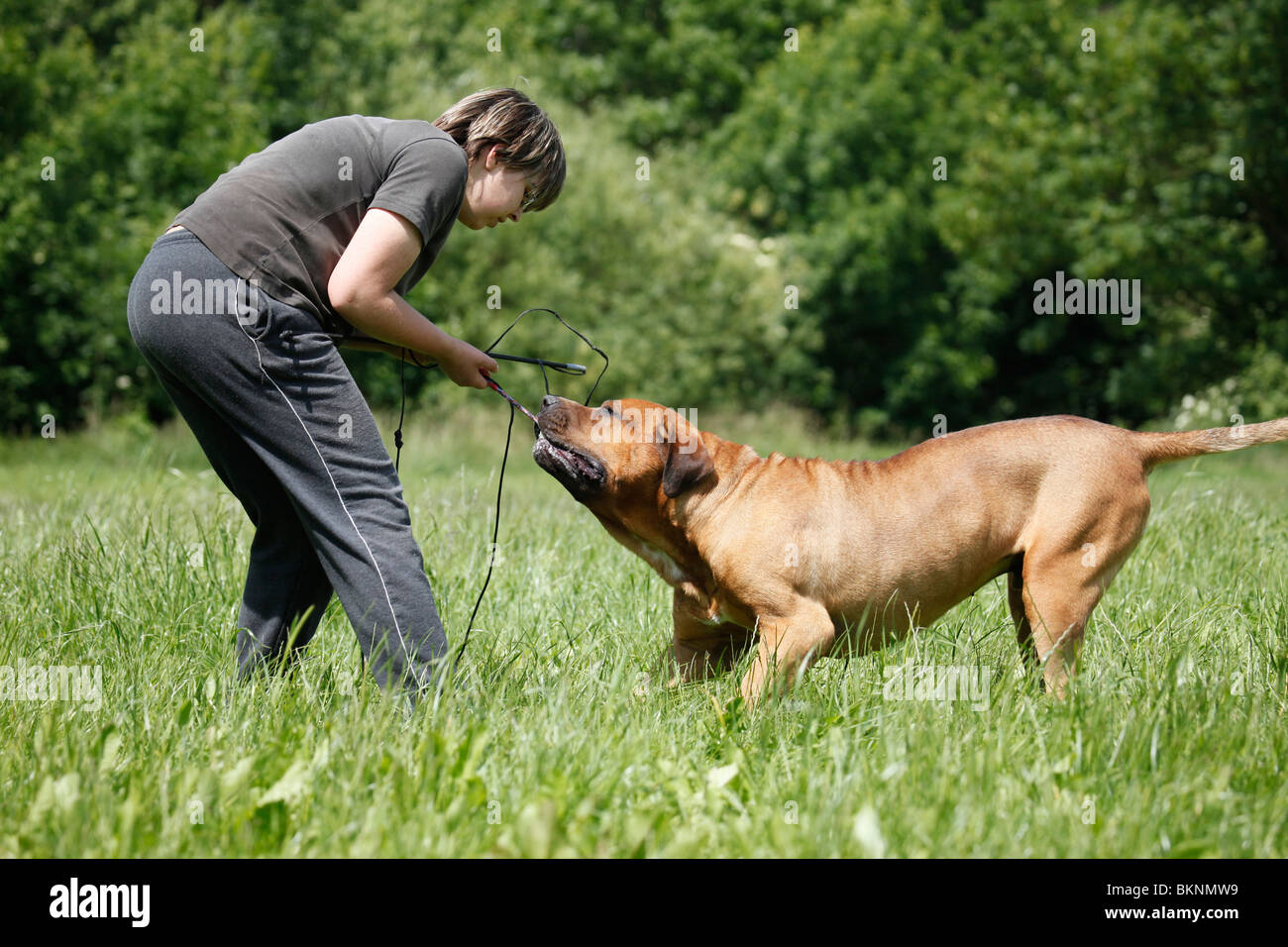 Tosa inus hi-res stock photography and images - Alamy