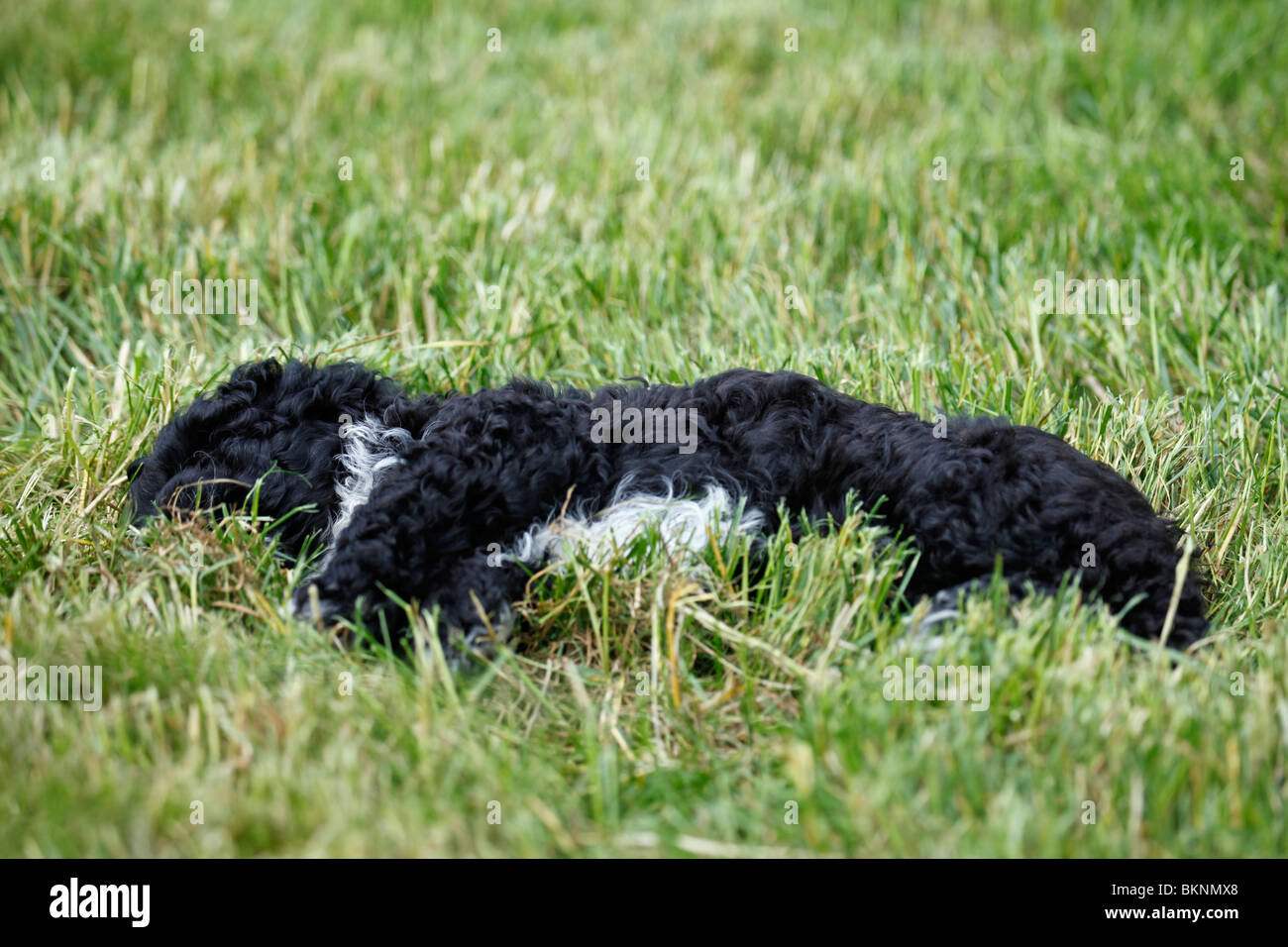 Sleeping cockapoo dog hi-res stock photography and images - Alamy