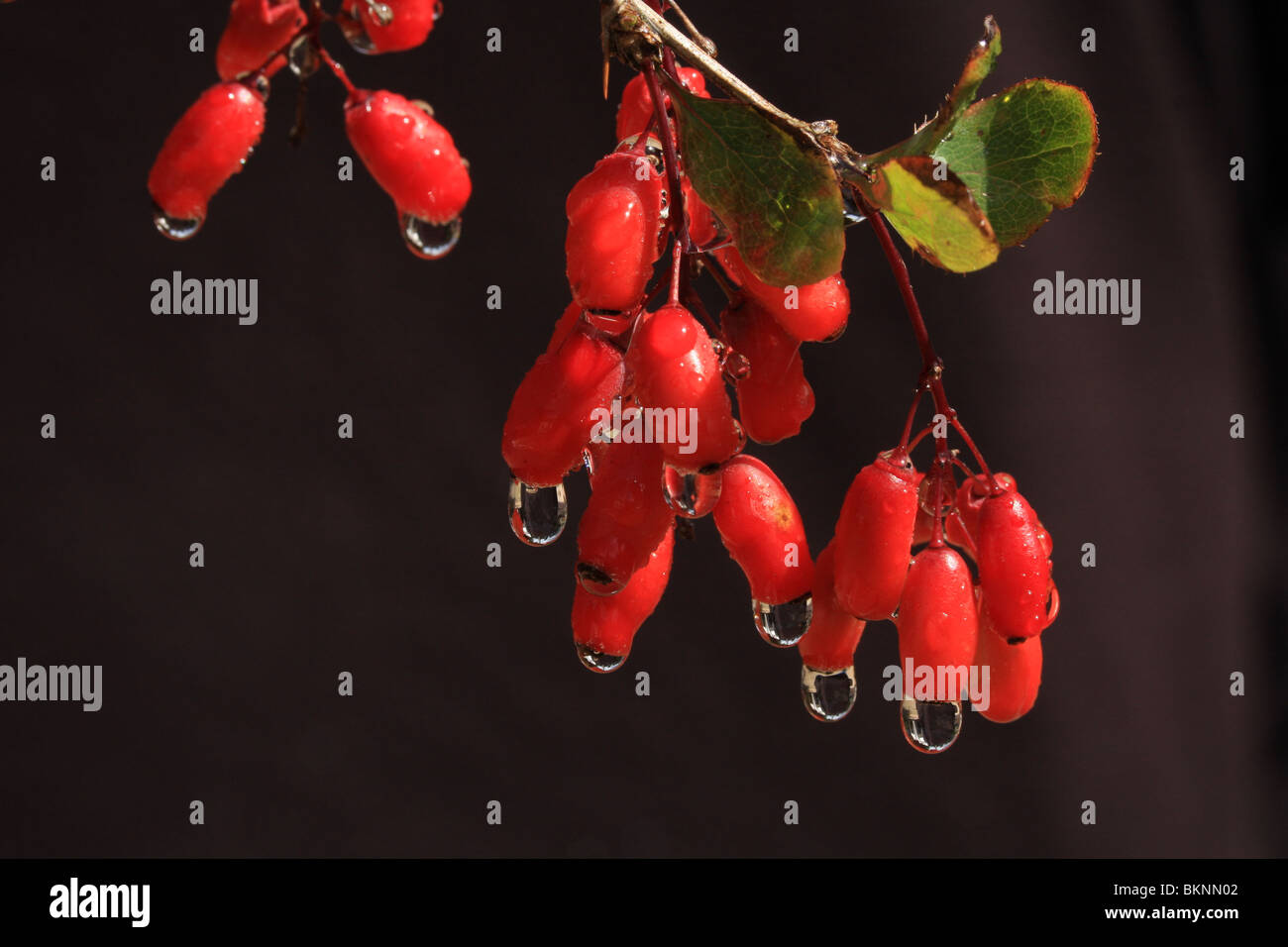 Waterdruppels hi-res stock photography and images - Alamy