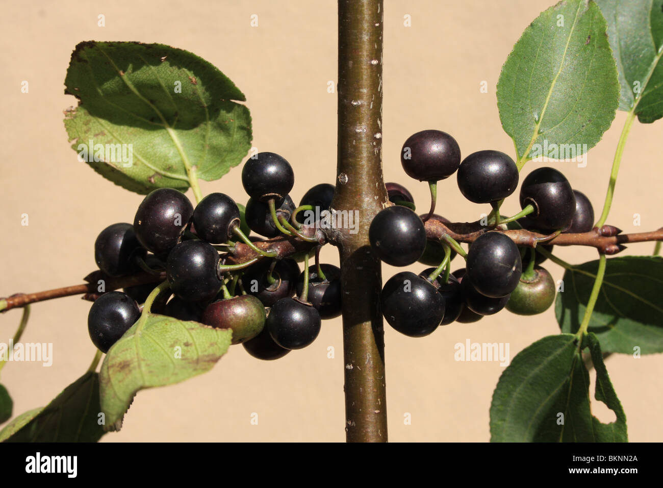 Bessen hi-res stock photography and images - Alamy