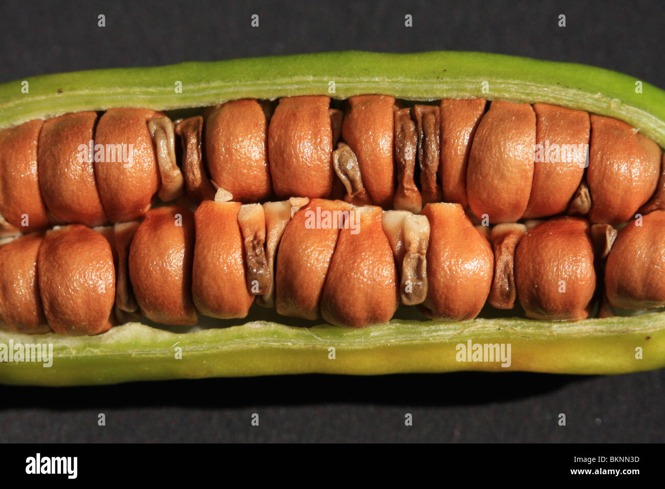 geopende jonge vrucht met onrijpe zaden Stock Photo - Alamy