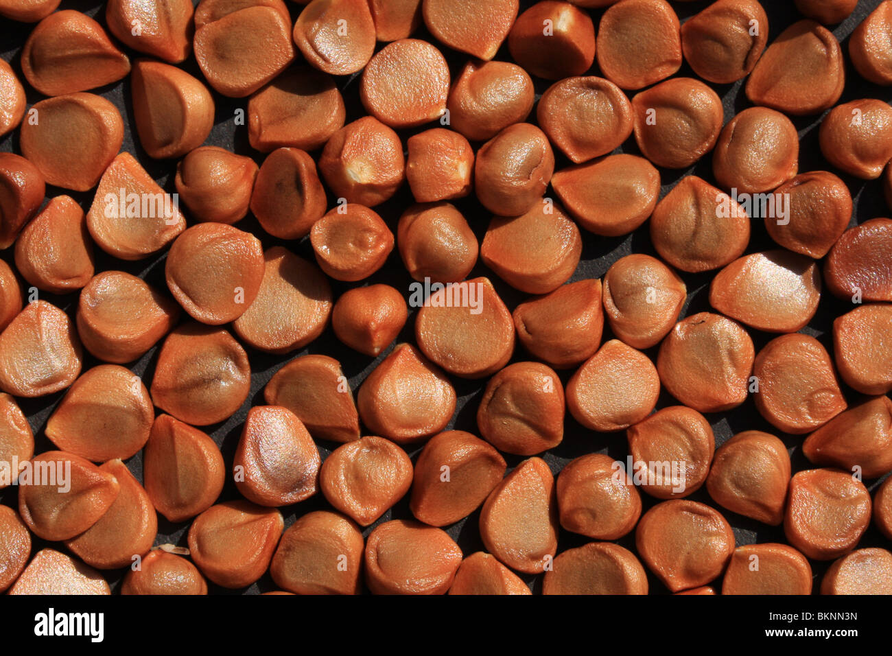Zaden hi-res stock photography and images - Alamy