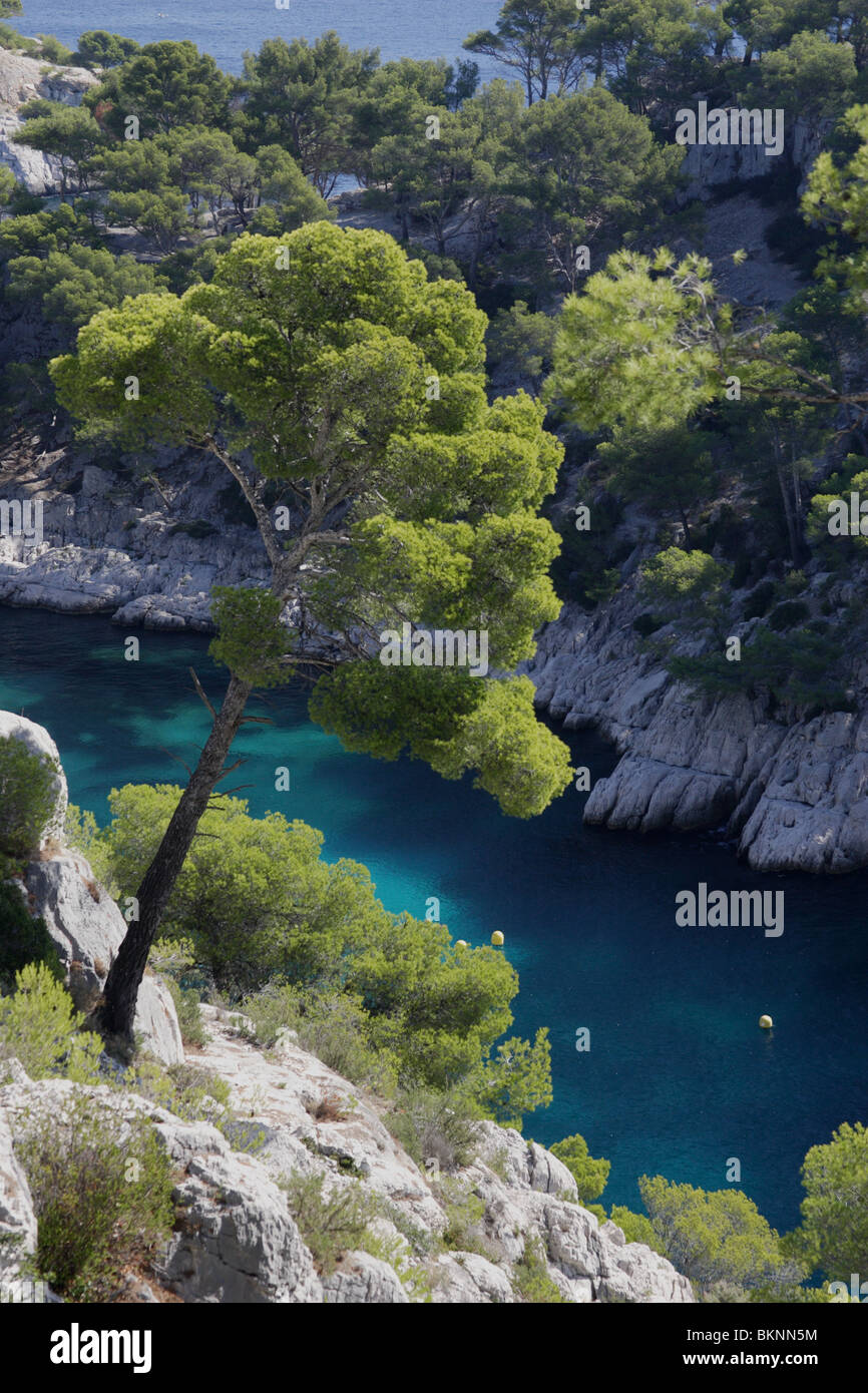 rockies inlet marseille pine tree cassis sea mediterranean provence ...