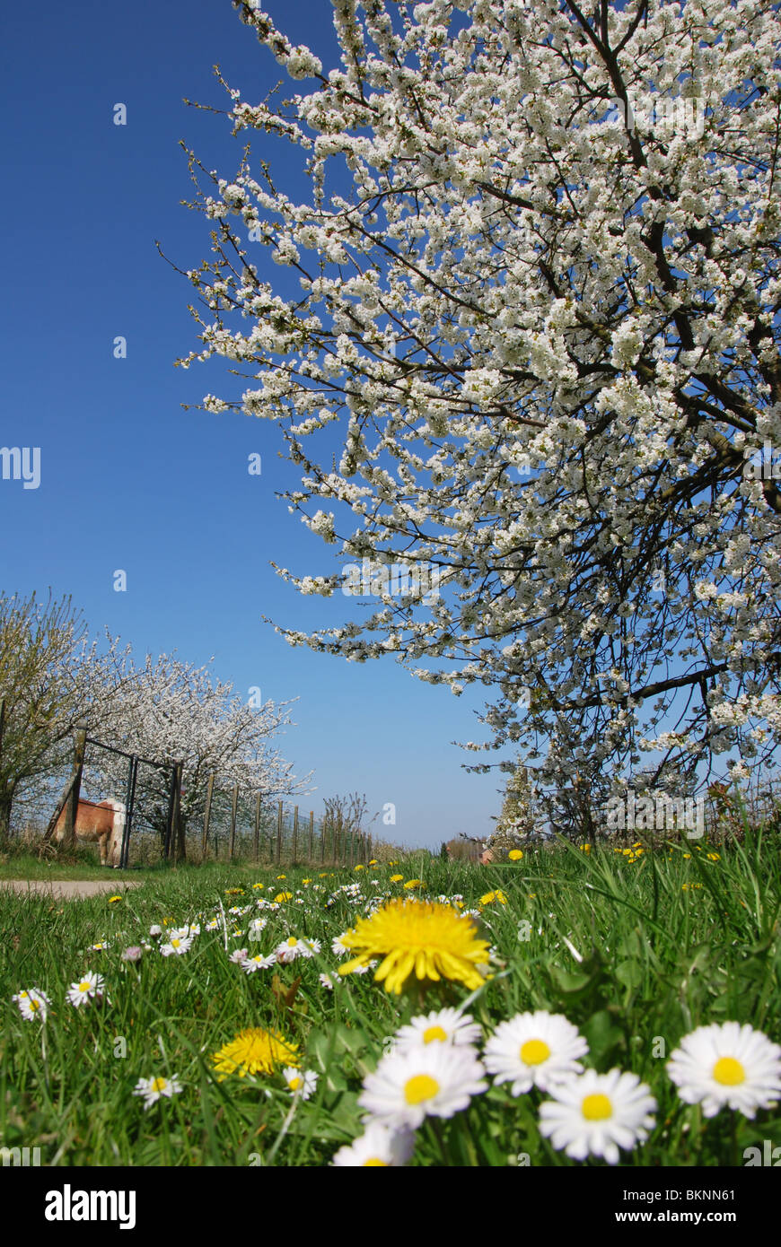 Belgian freedom tree hi-res stock photography and images - Alamy