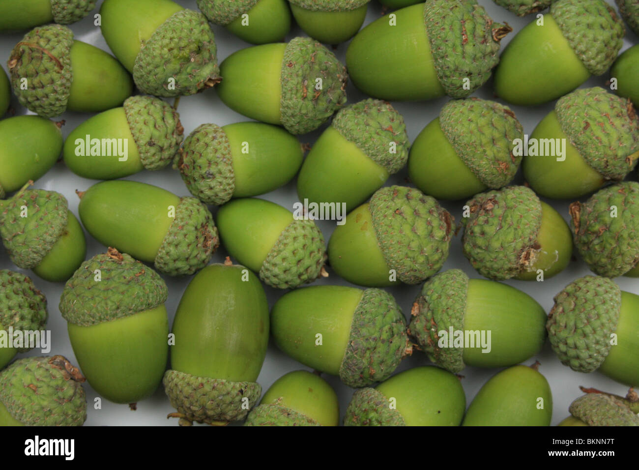 Eikels hi-res stock photography and images - Alamy