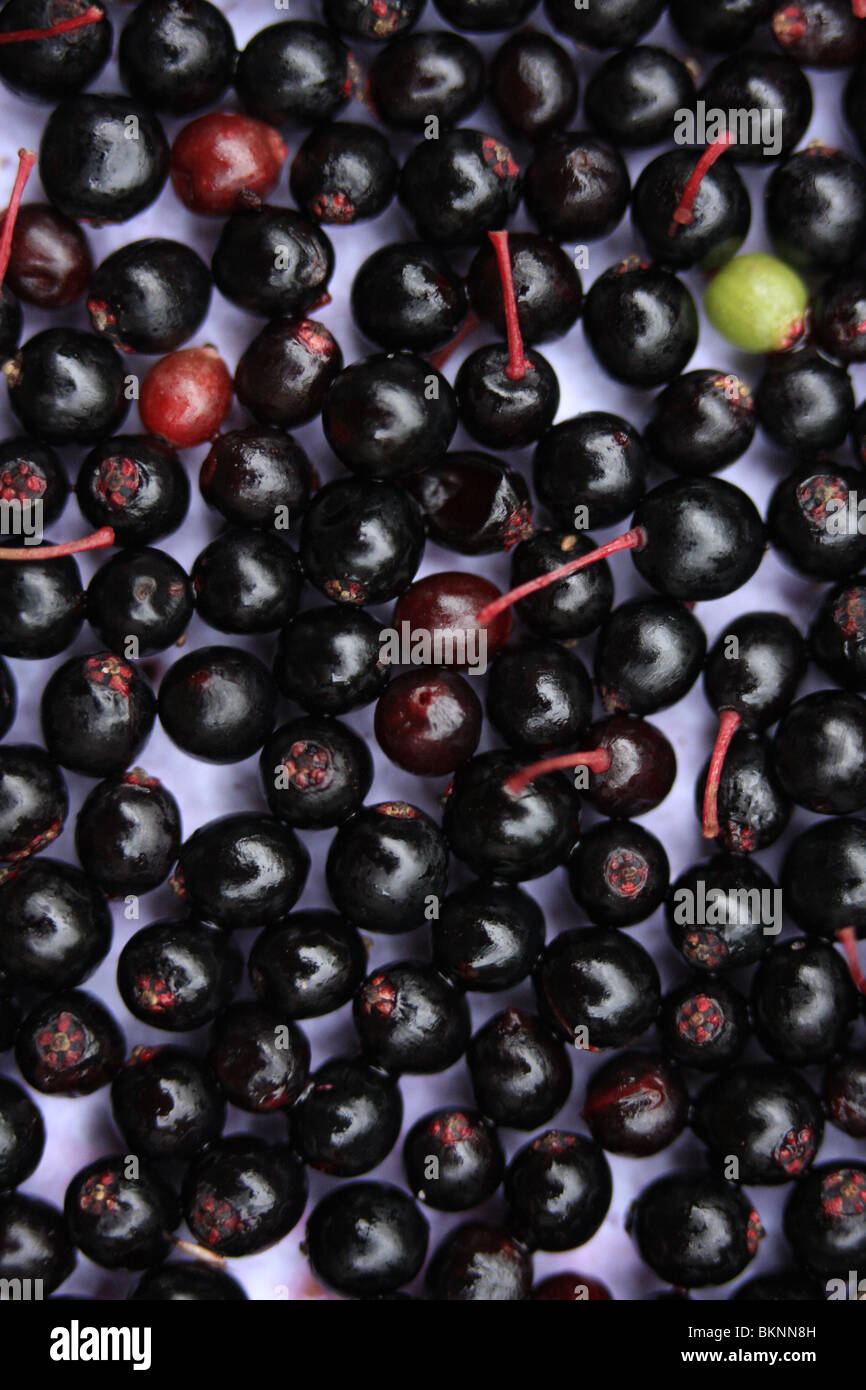 Zwarte Bessen High Resolution Stock Photography and Images - Alamy