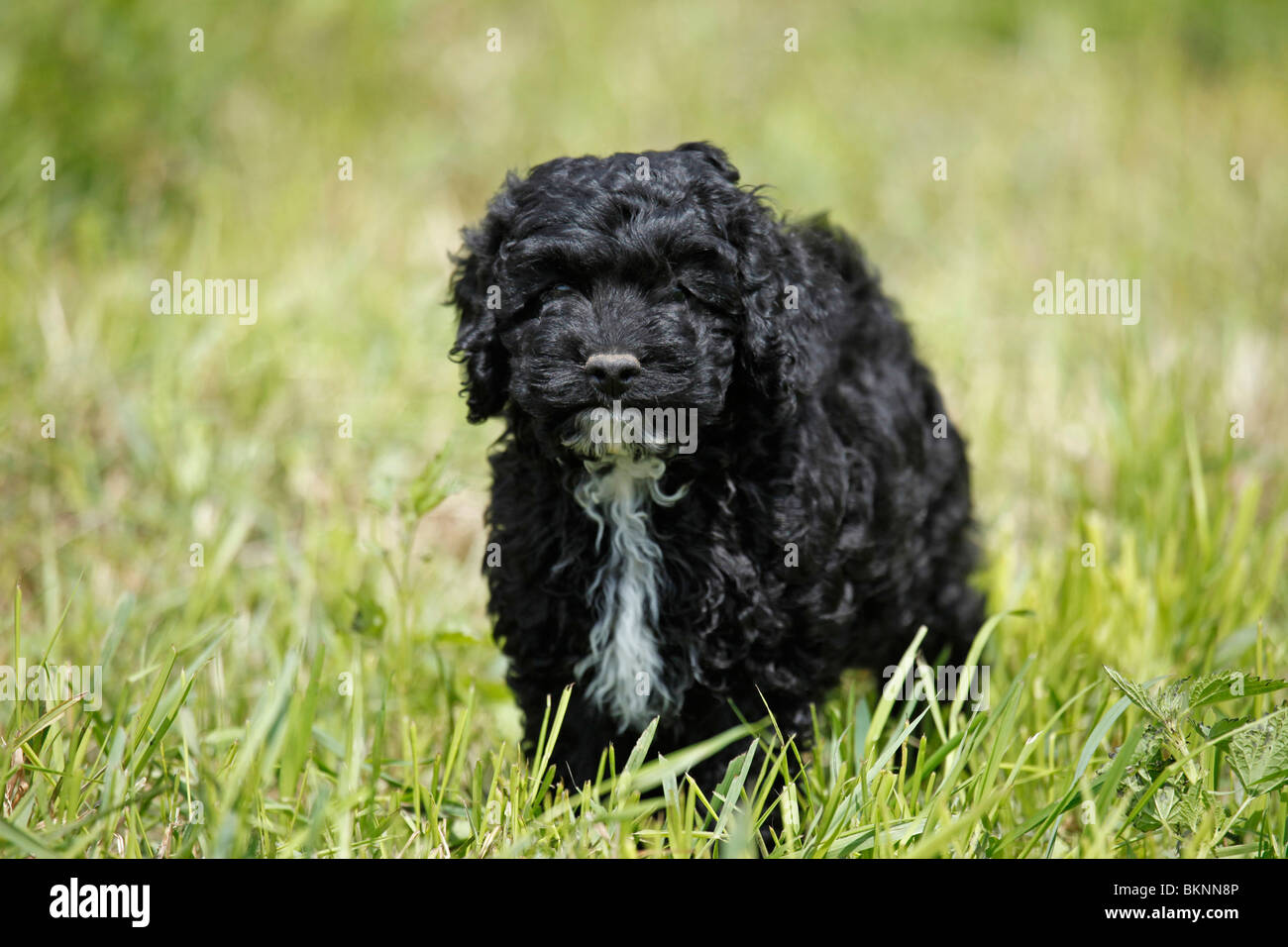 Cute black white cockapoo hi-res stock photography and images - Alamy