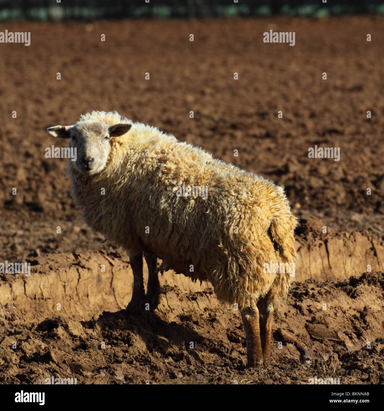 Sheep muddy field hi-res stock photography and images - Alamy