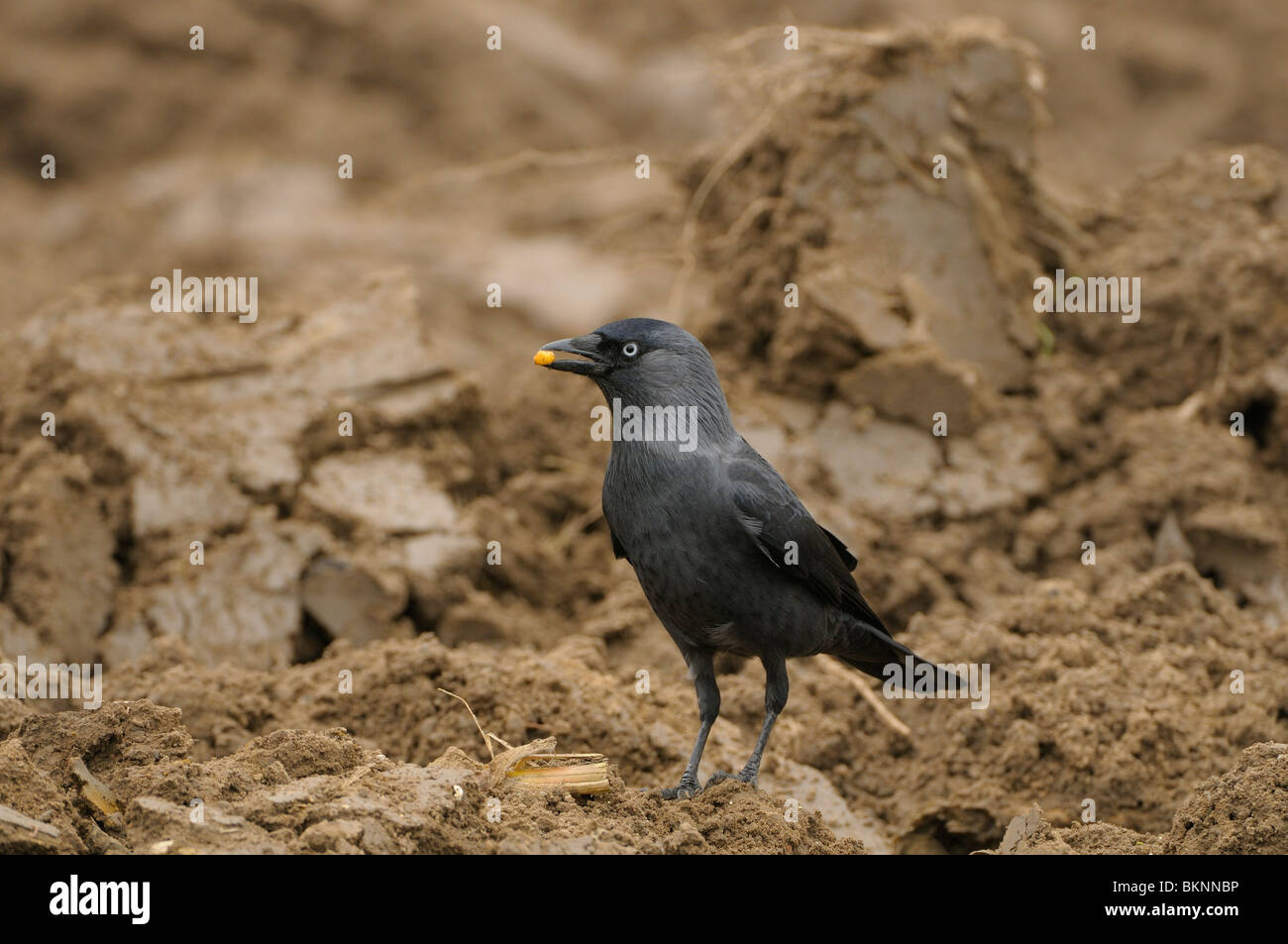 Kauw High Resolution Stock Photography and Images - Alamy