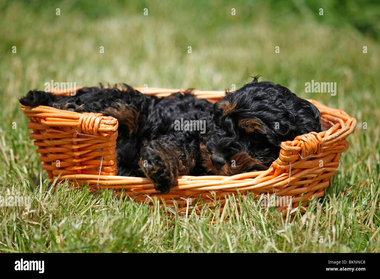 Sleeping cockerpoo puppy hi-res stock photography and images - Alamy