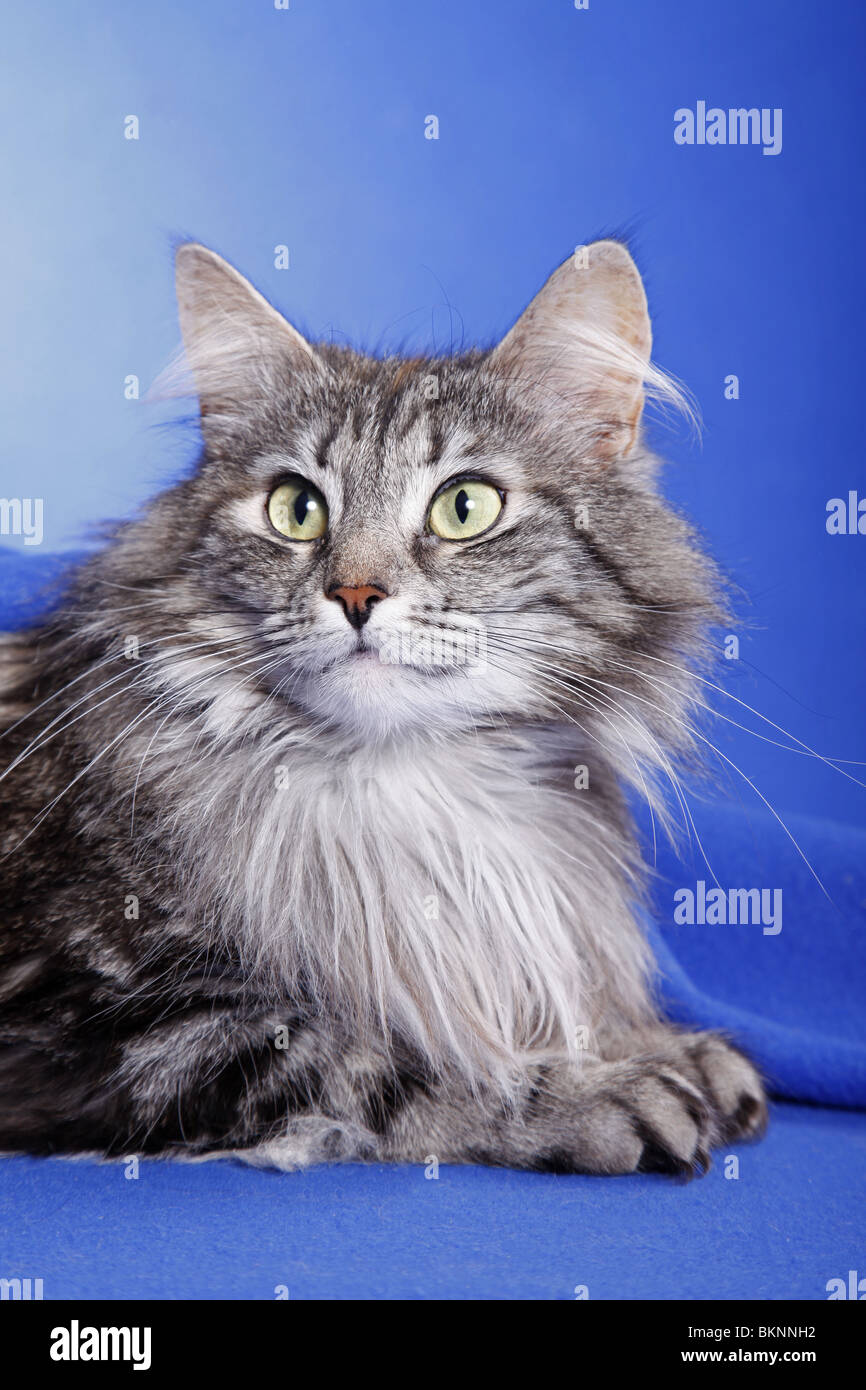 Norwegische Waldkatze / Norwegian Forest Cat Stock Photo - Alamy