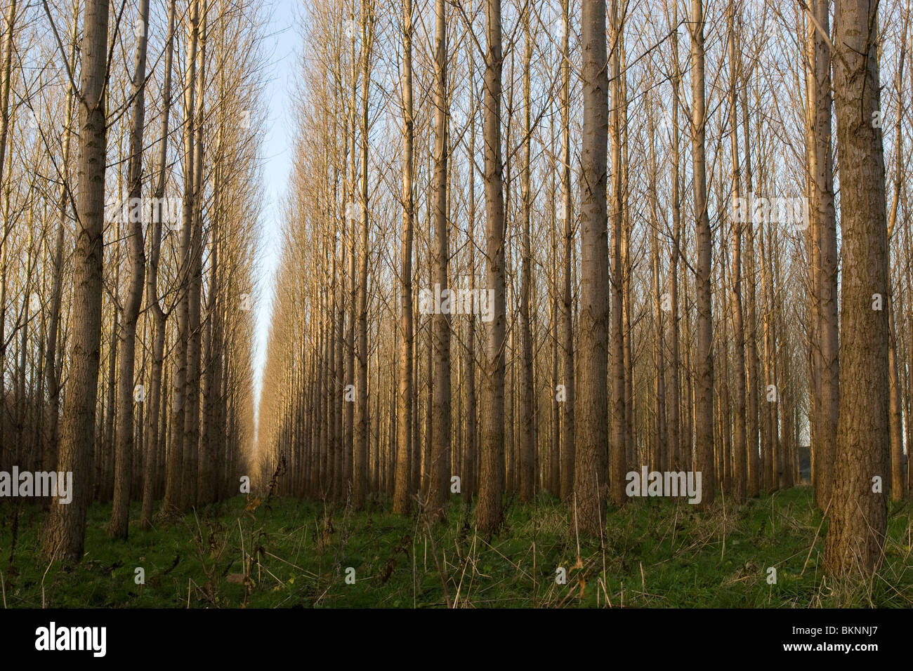 Kale bomen hi-res stock photography and images - Alamy