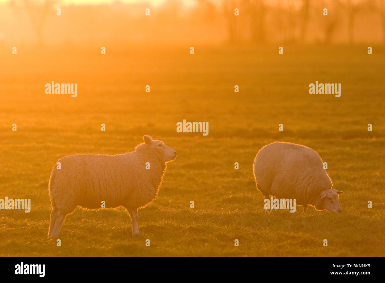 Sheep in the eveninglight Stock Photo - Alamy