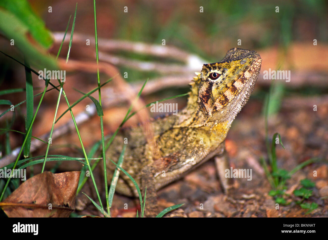 Southern angle-headed dragon (Hypsilurus spinipes), Barrington Tops ...