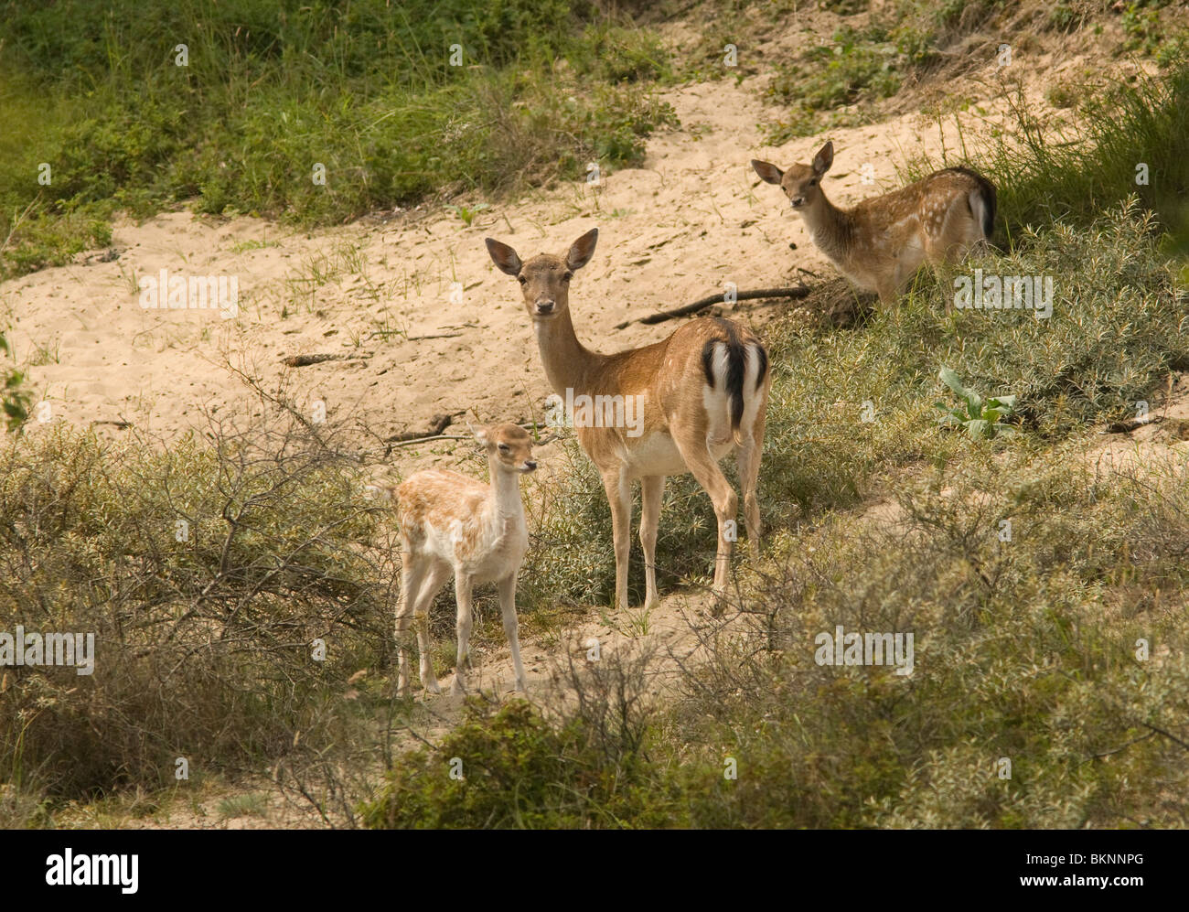 Damherten hi-res stock photography and images - Alamy