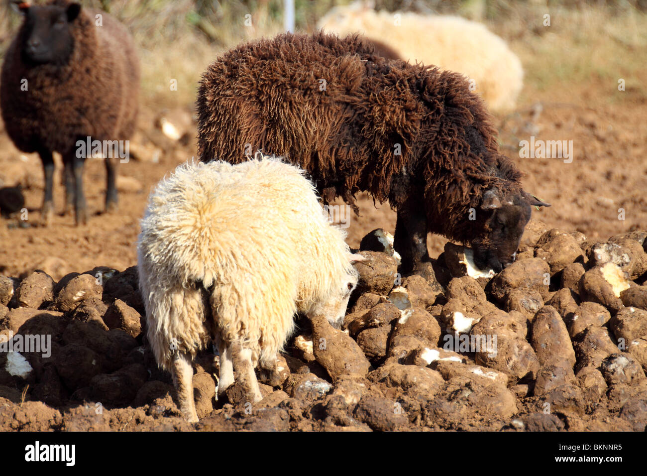domestic sheep ovis aries ruminant mammal Stock Photo - Alamy