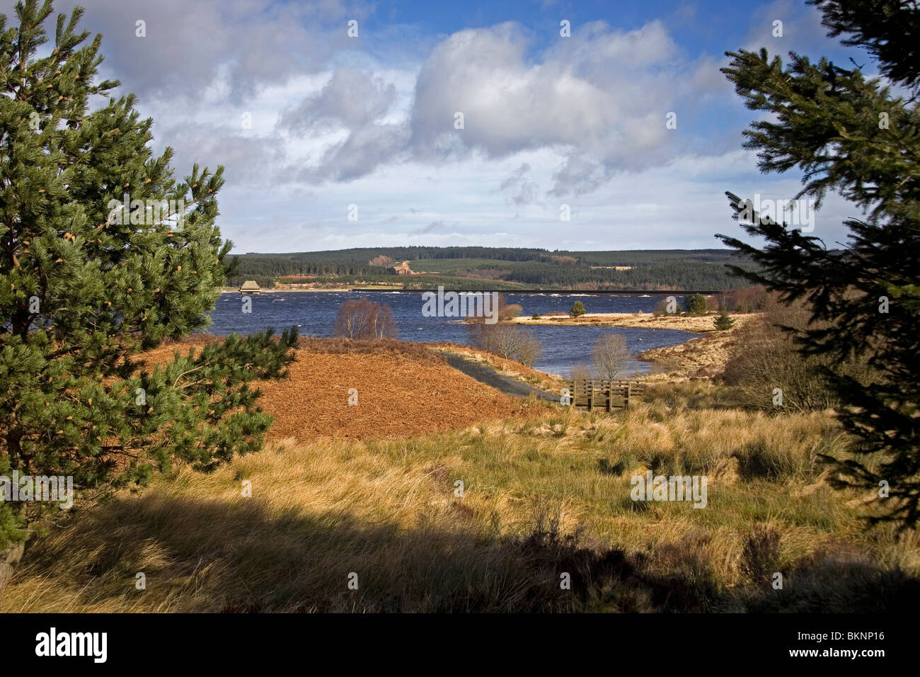 Kielder Water Reservoir and Dam through forest trees from Tower Knowe ...