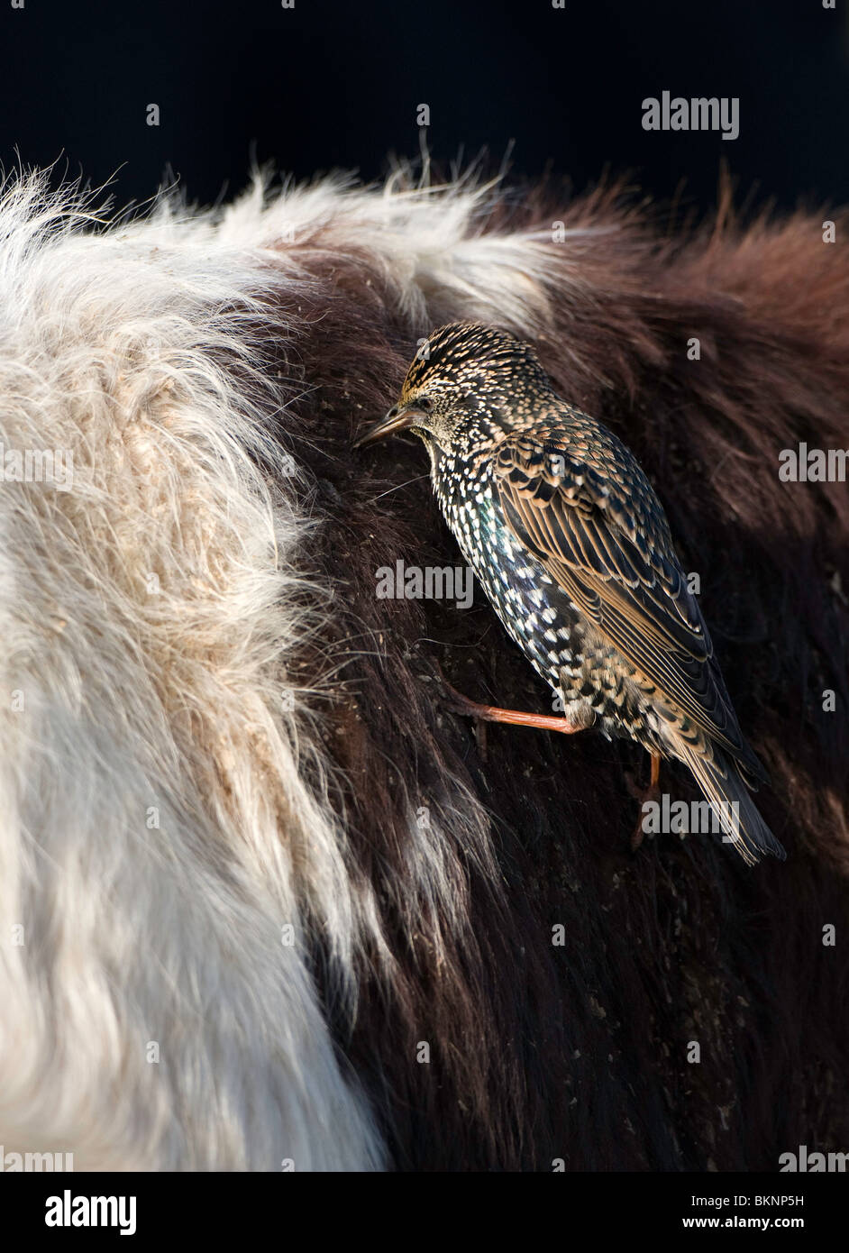 Bird lice hi-res stock photography and images - Alamy