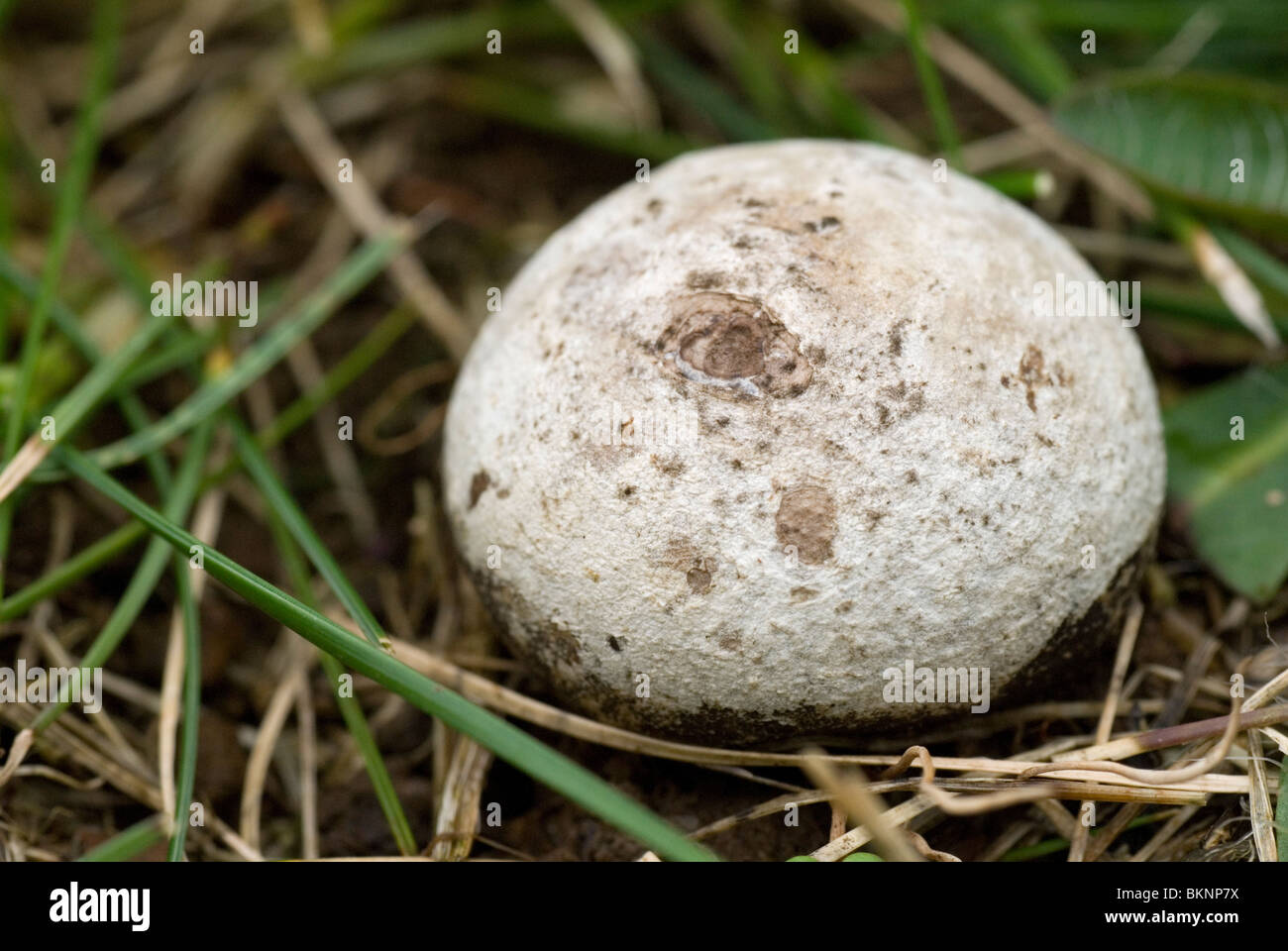 Een Purple-spored Puffball in het gras,A Purple-spored Puffball in the ...