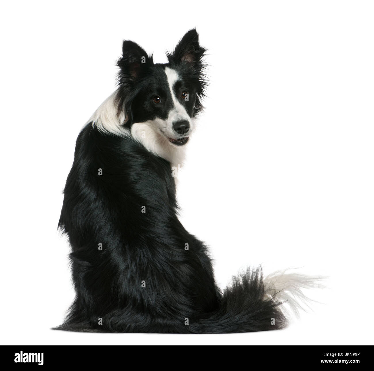Border collie back hi-res stock photography and images - Alamy