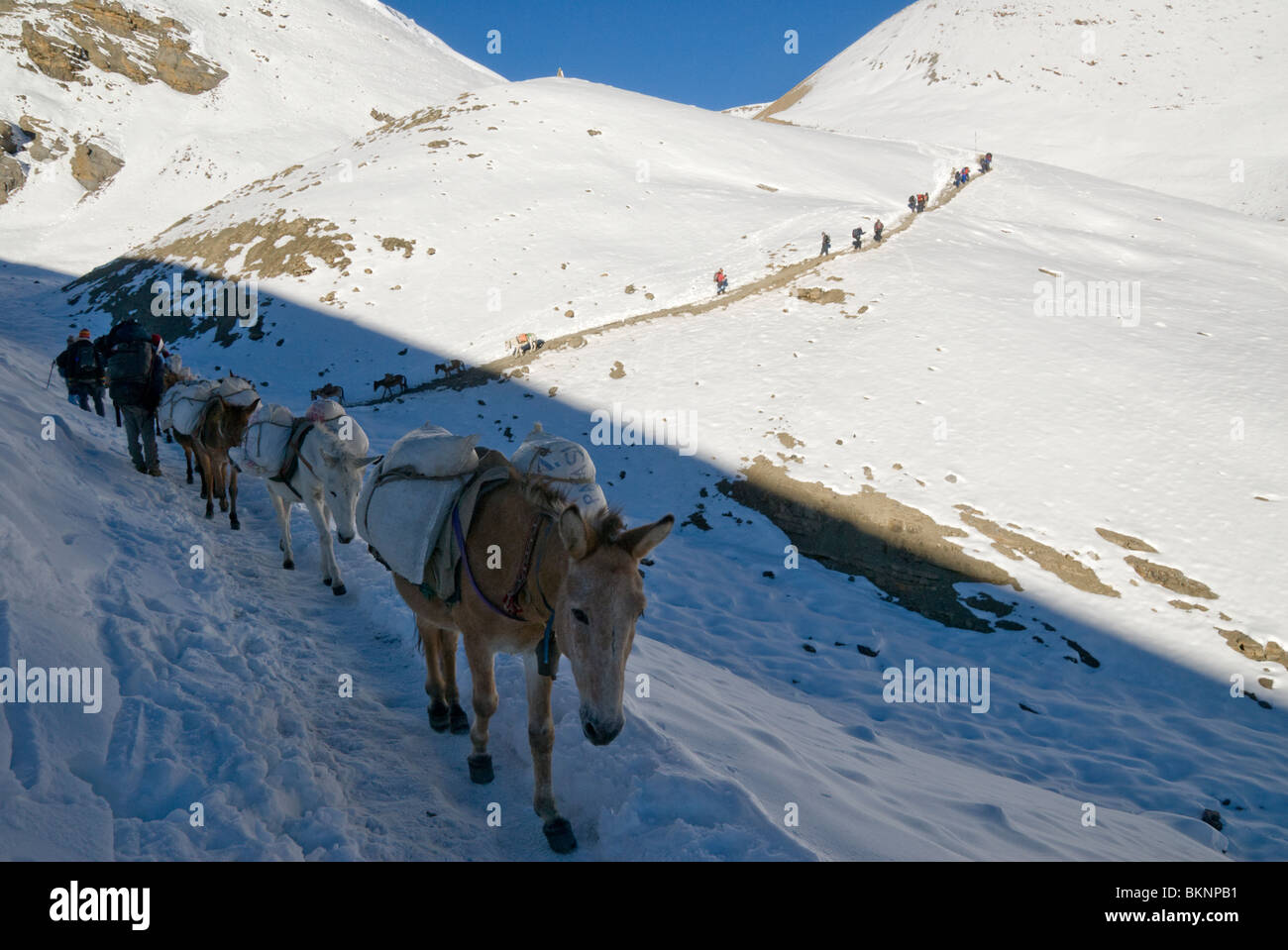 Donkey train passing trekkers thorung hi-res stock photography and ...