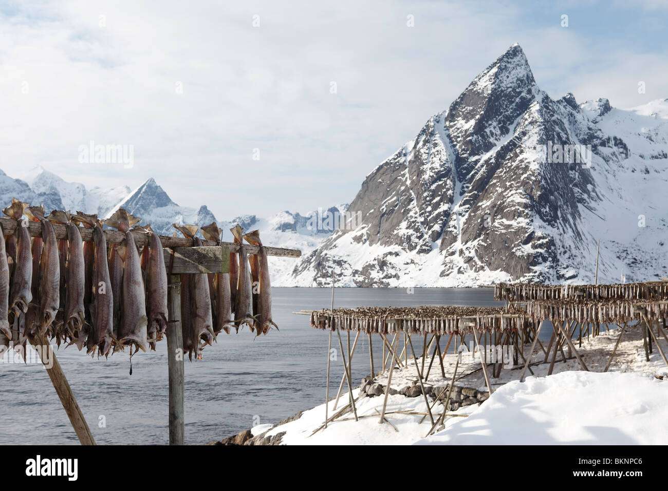 Fish scaffolding hi-res stock photography and images - Alamy