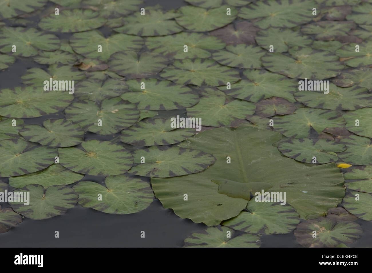 Leliebladeren in sloot Stock Photo - Alamy