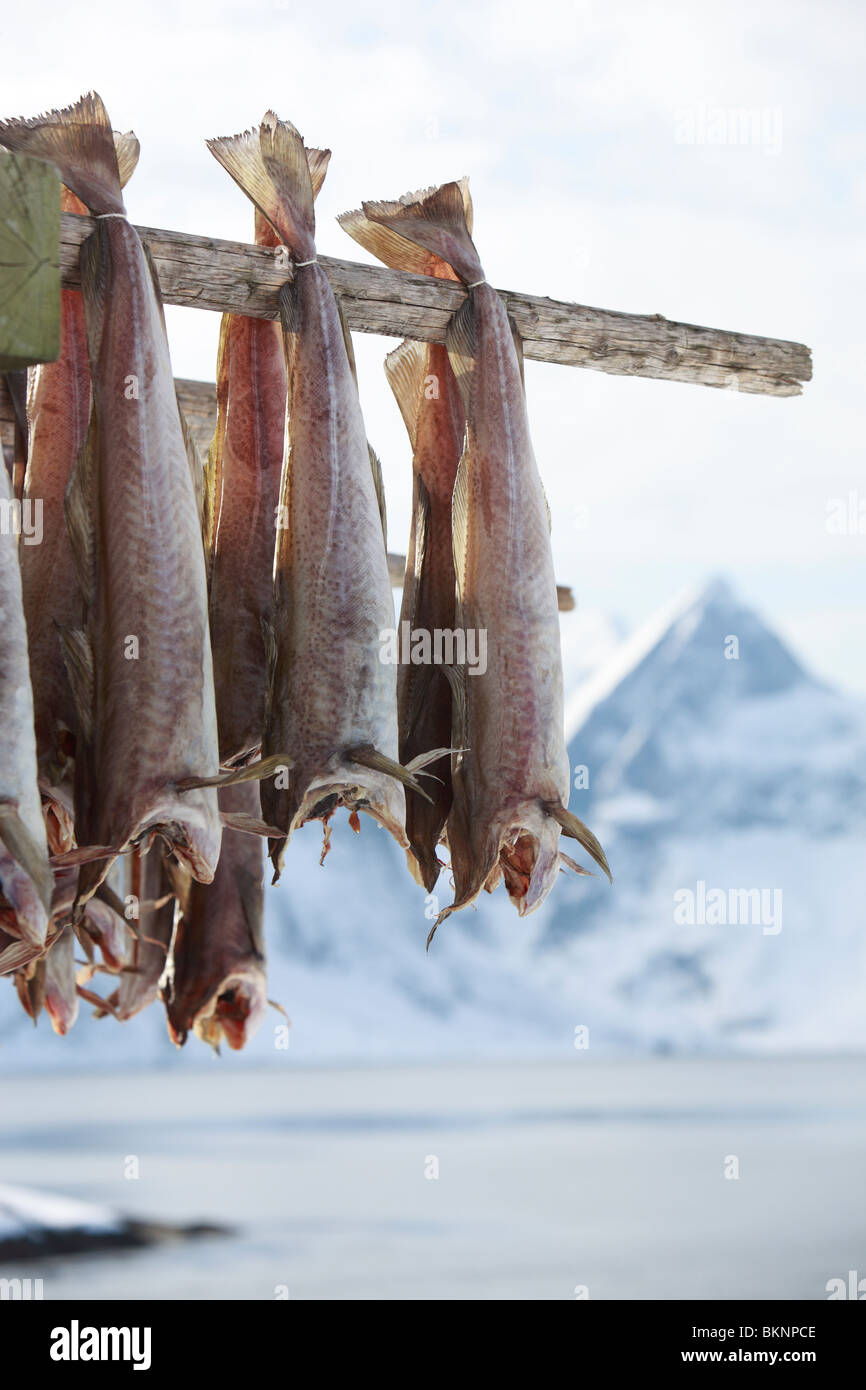Baccala italy fish cod hi-res stock photography and images - Alamy