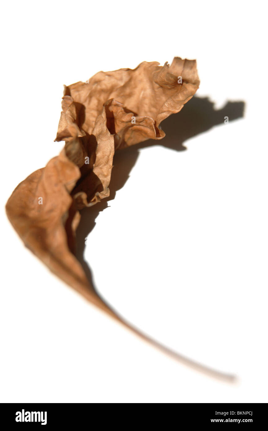 Curled dry dead leaf hi-res stock photography and images - Alamy