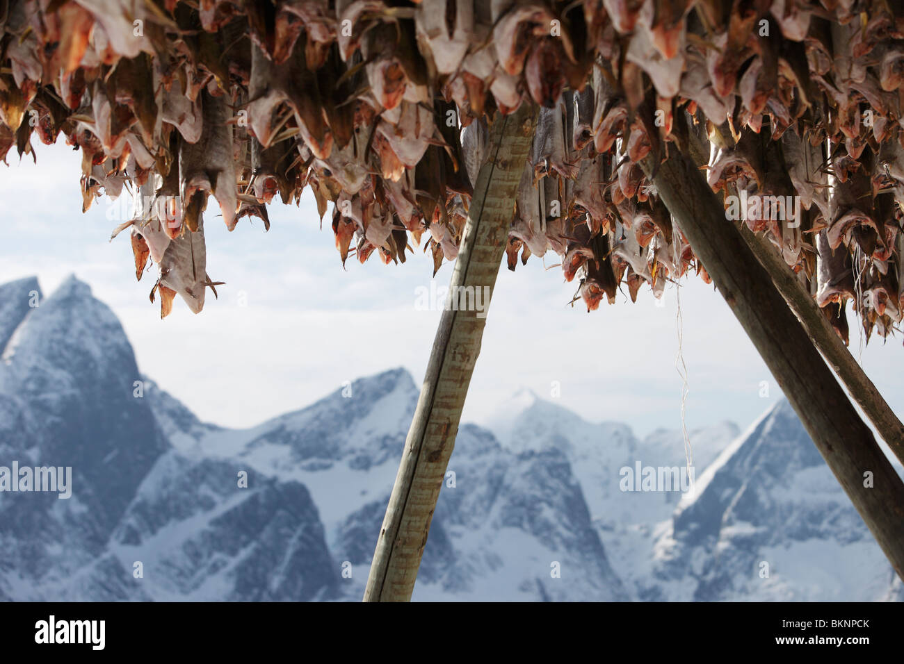 Salted cod fish hi-res stock photography and images - Alamy