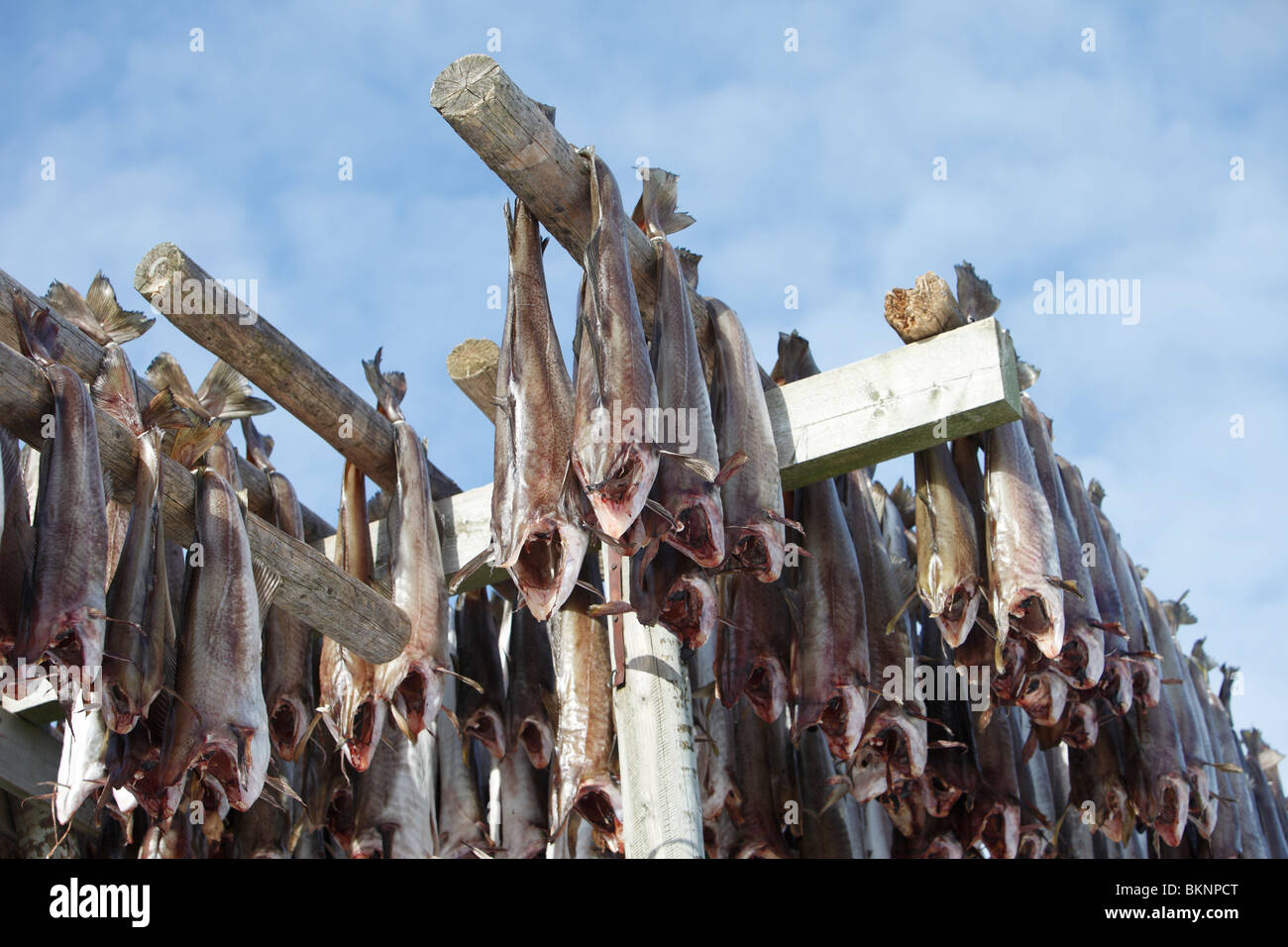 Salted cod fish hanging out to dry in Hamnøy fishing village on ...