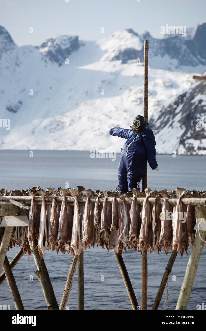 Baccala italy fish cod hi-res stock photography and images - Alamy